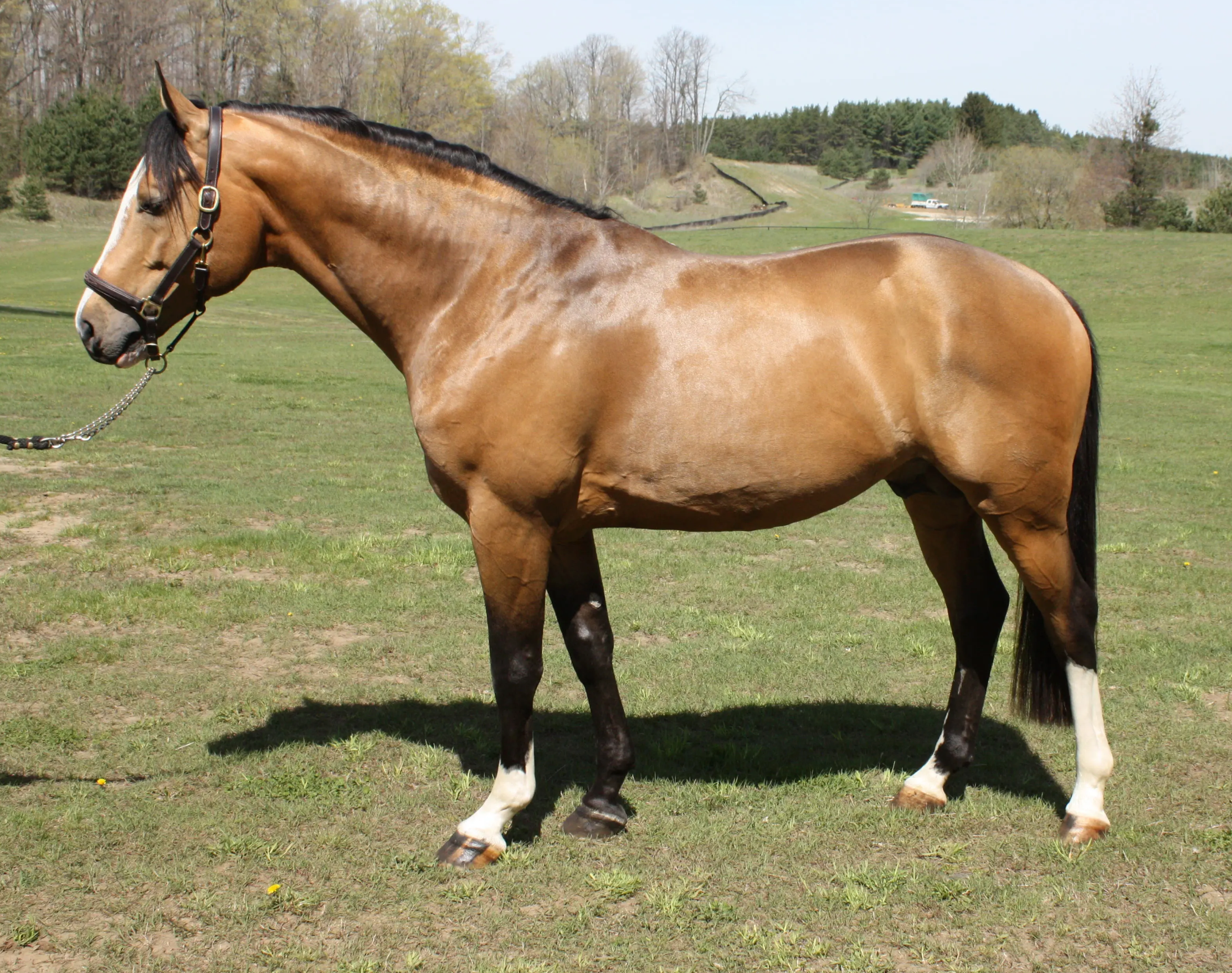 Buckskin Horse Colors (Color Chart & Photos) – Zapphire Stallion